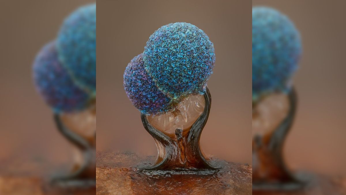 Glowing embryonic gecko hand and otherworldly slime mold amaze in ...