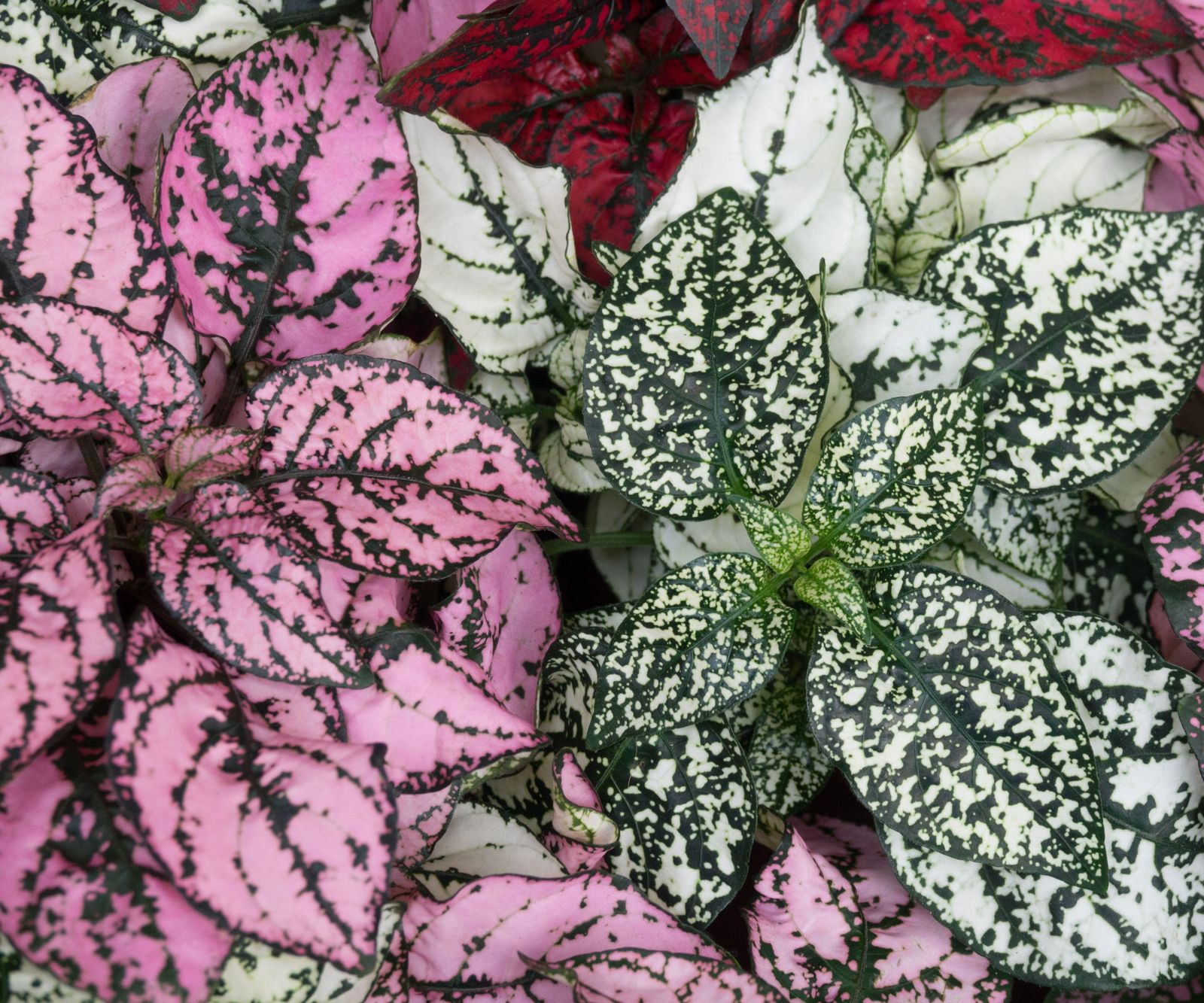 Polka dot plant care guide: 5 expert tips on this houseplant | Homes ...
