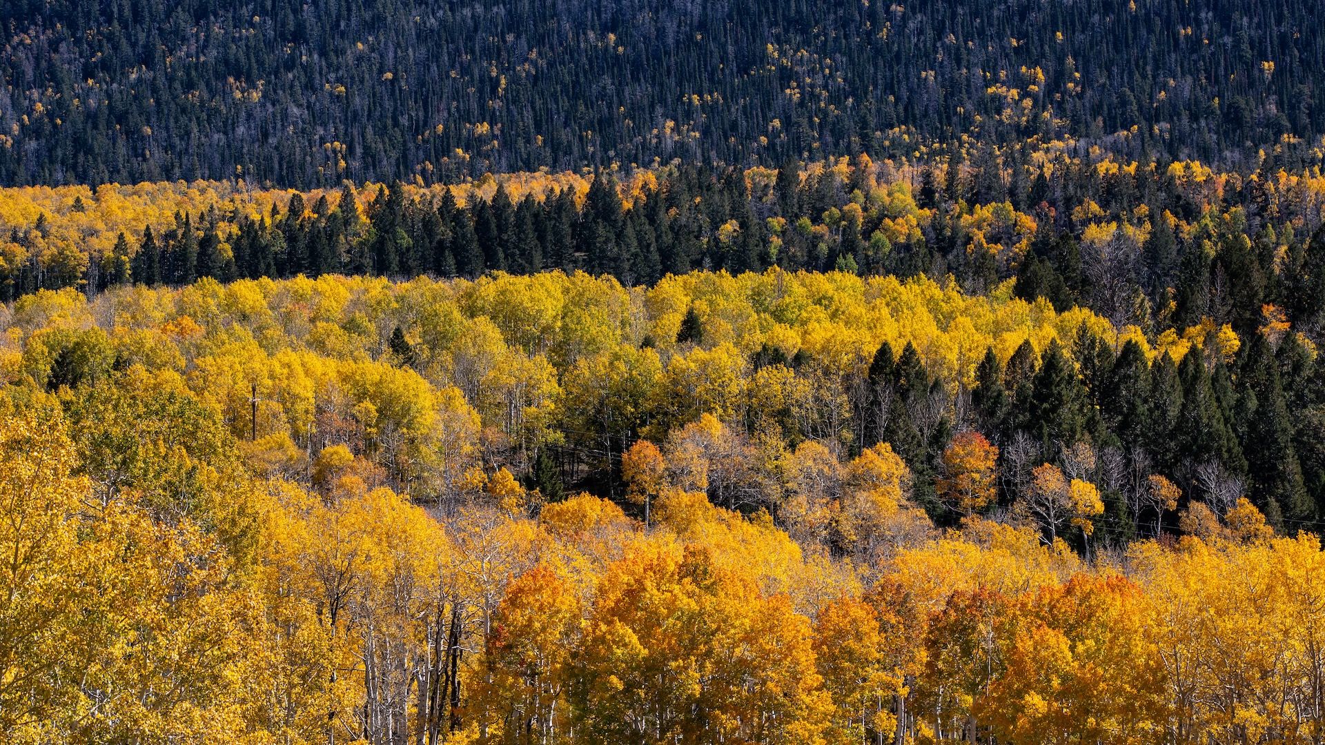 Pando, the world's largest organism, may have been growing nonstop ...