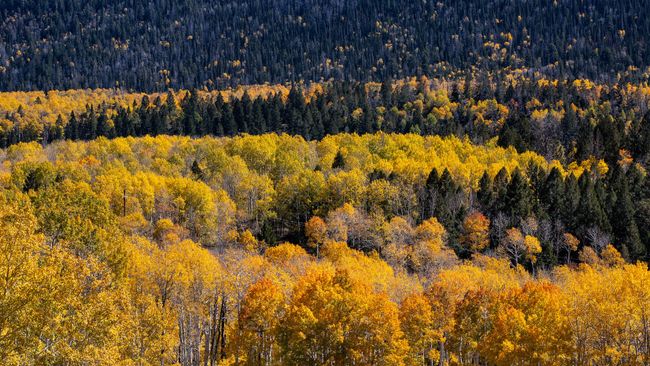 Pando, the world's largest organism, may have been growing nonstop ...
