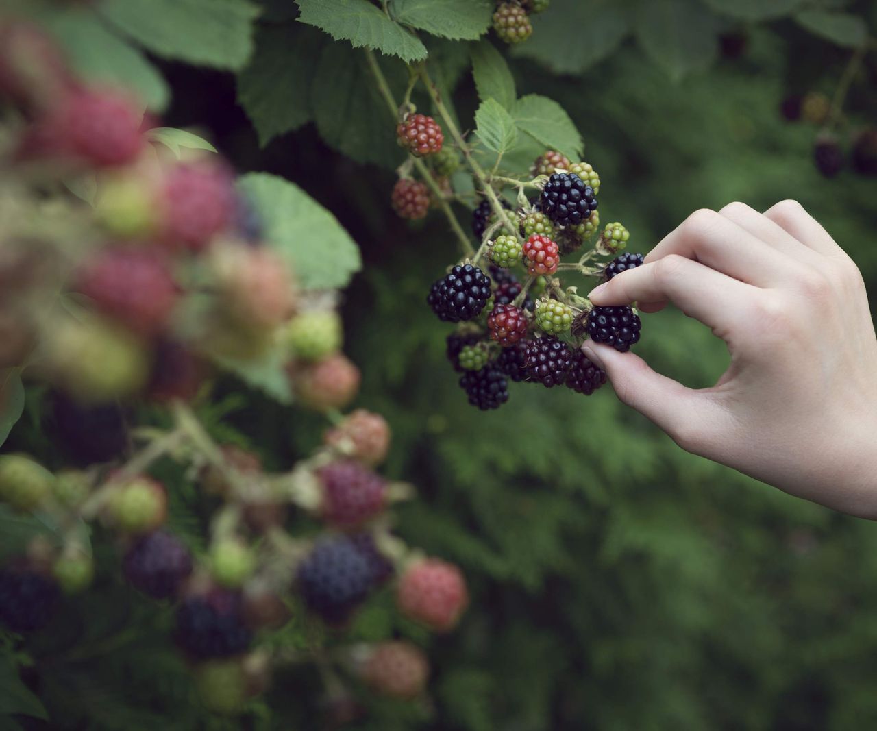 How to grow blackberries: expert tips for bumper crops | Homes and Gardens