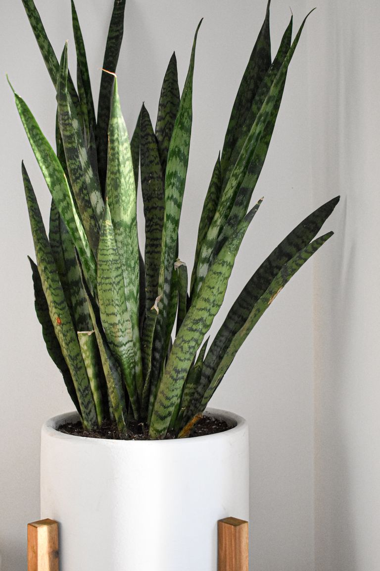 12 easy house plants: low-maintenance, forgiving and wonderfully ...