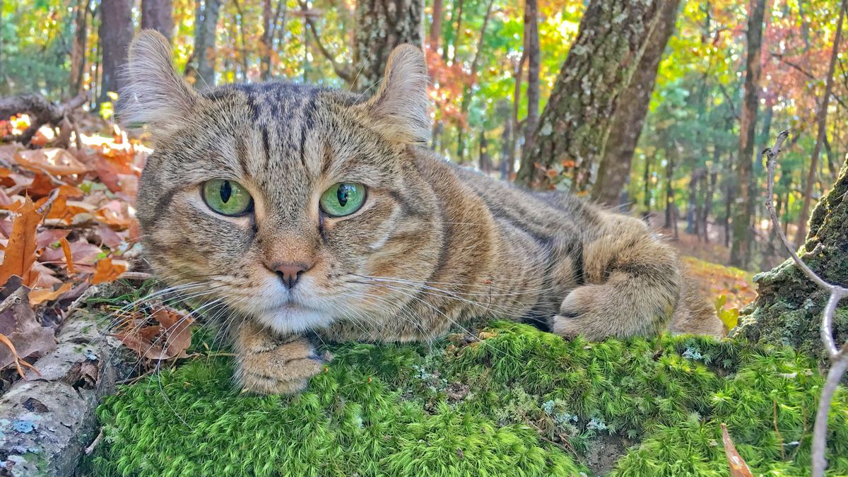 Hybrid cat breeds – and a few unusual breed mixes | PetsRadar