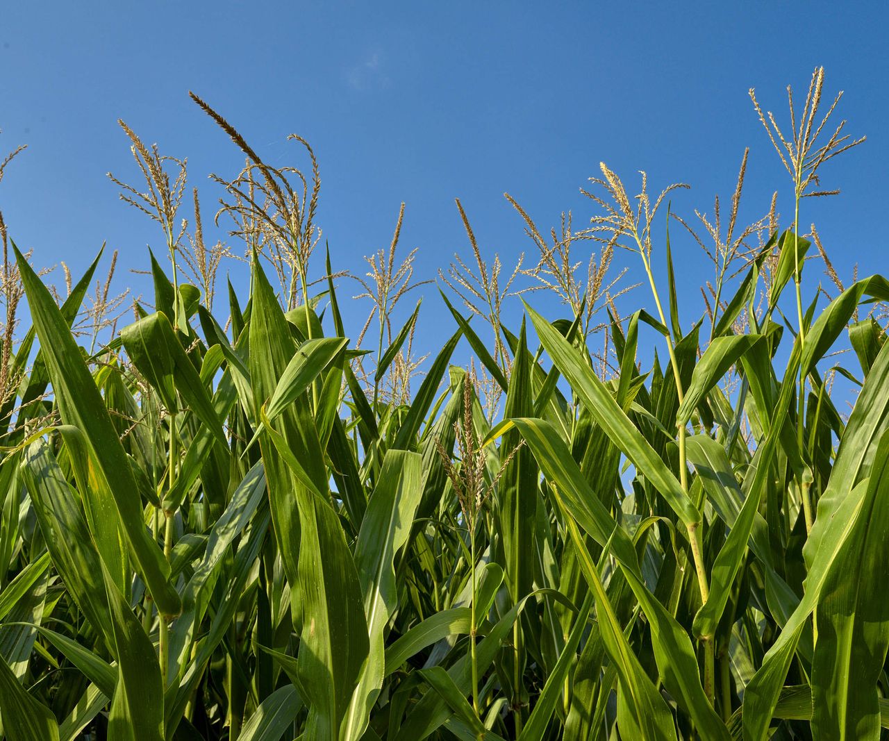 How to grow popcorn: expert tips for great harvests | Homes and Gardens