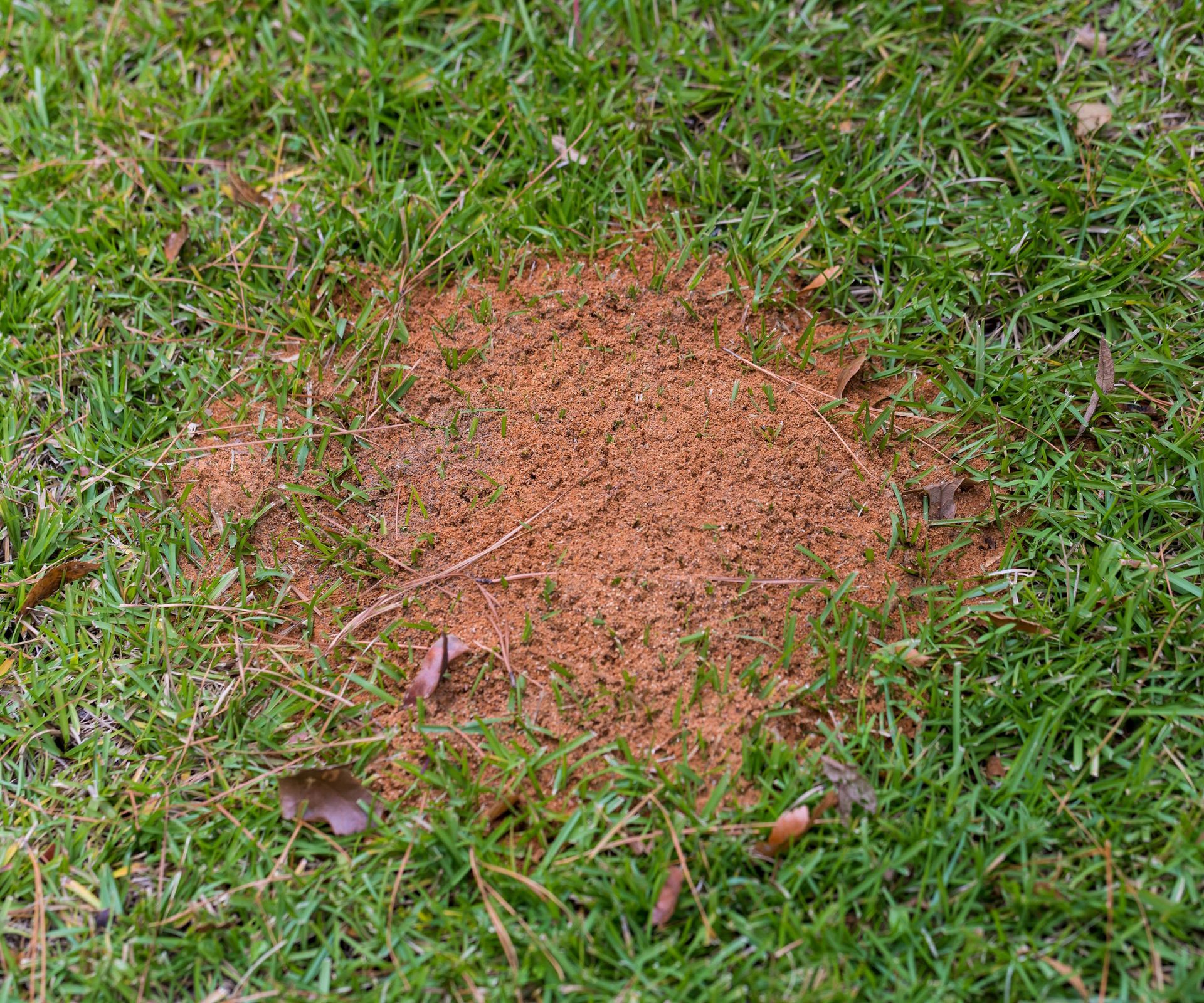 How to get rid of ants on lawns: the best natural methods | Homes and ...