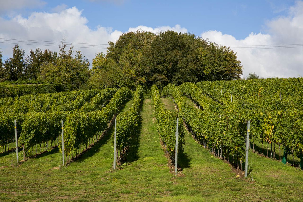 Domaine Evremond is the UK’s first subterranean winery | Wallpaper*