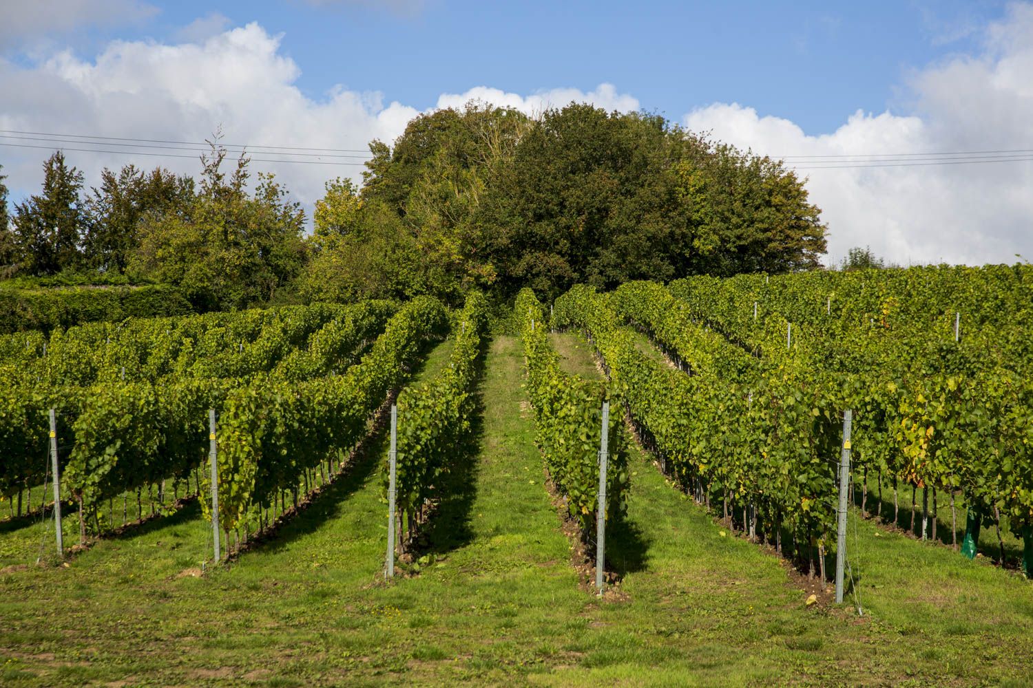 Domaine Evremond is the UK’s first subterranean winery | Wallpaper