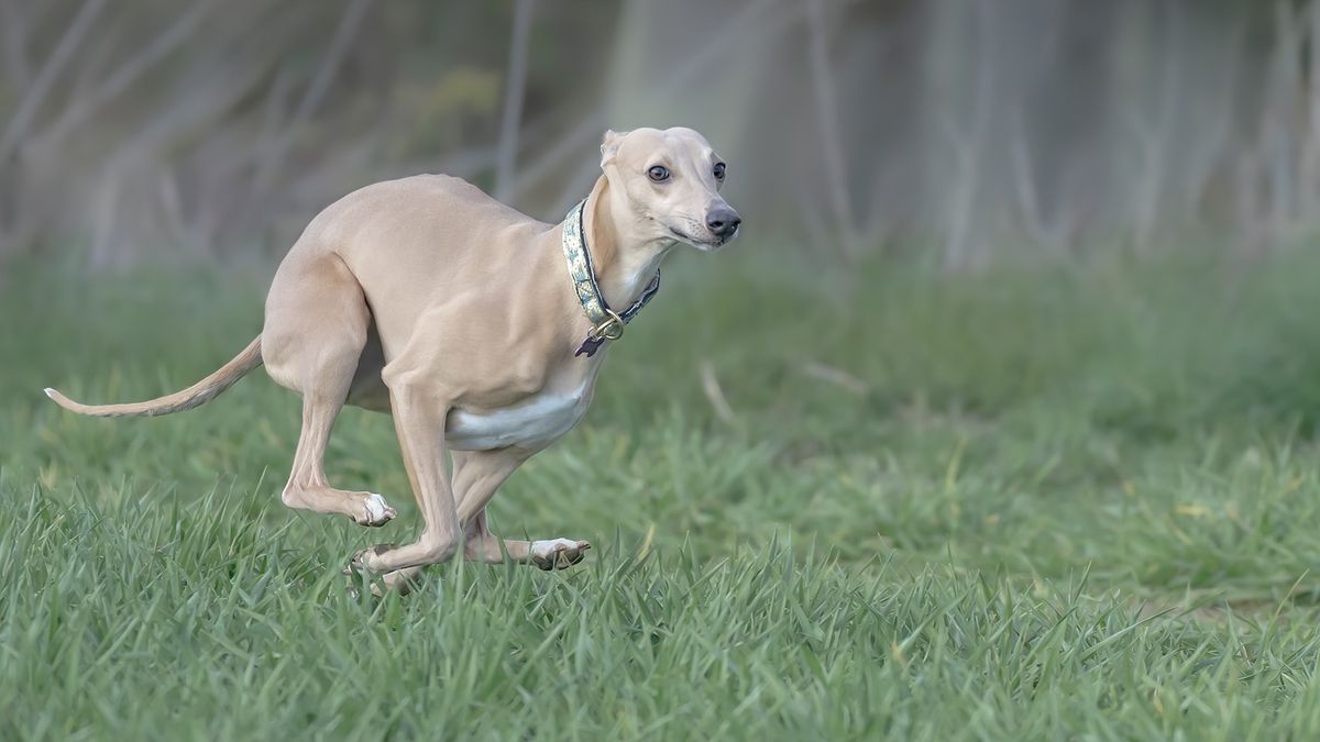 What are the best dogs for runners? | Advnture