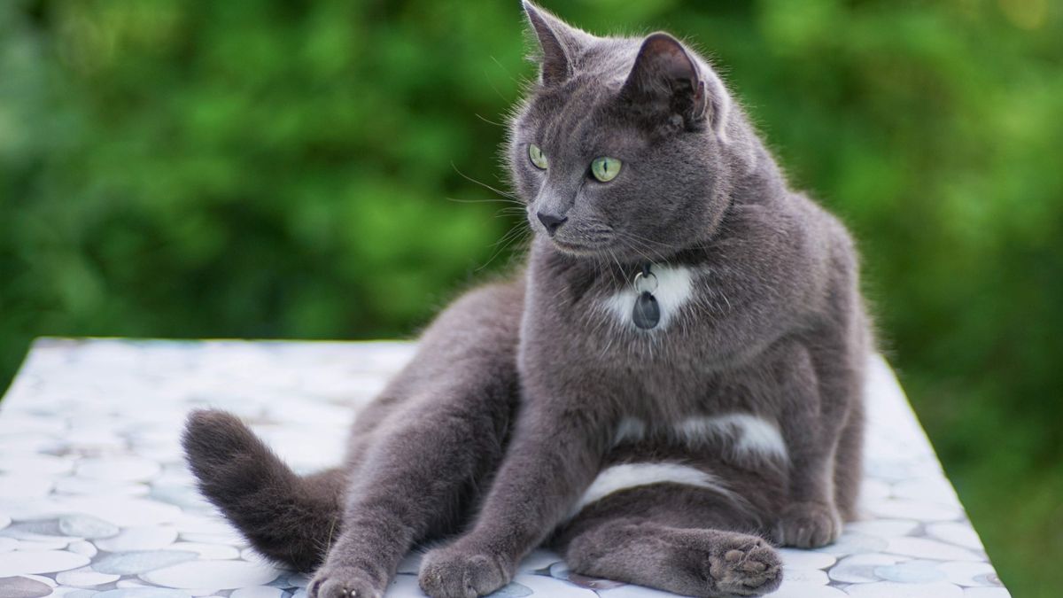 32 facts about Russian Blue cats | PetsRadar