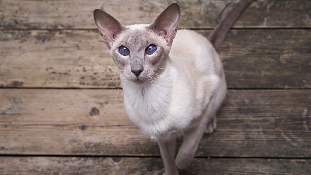 Non-shedding cats: 10 cats that don't shed (much!) | PetsRadar