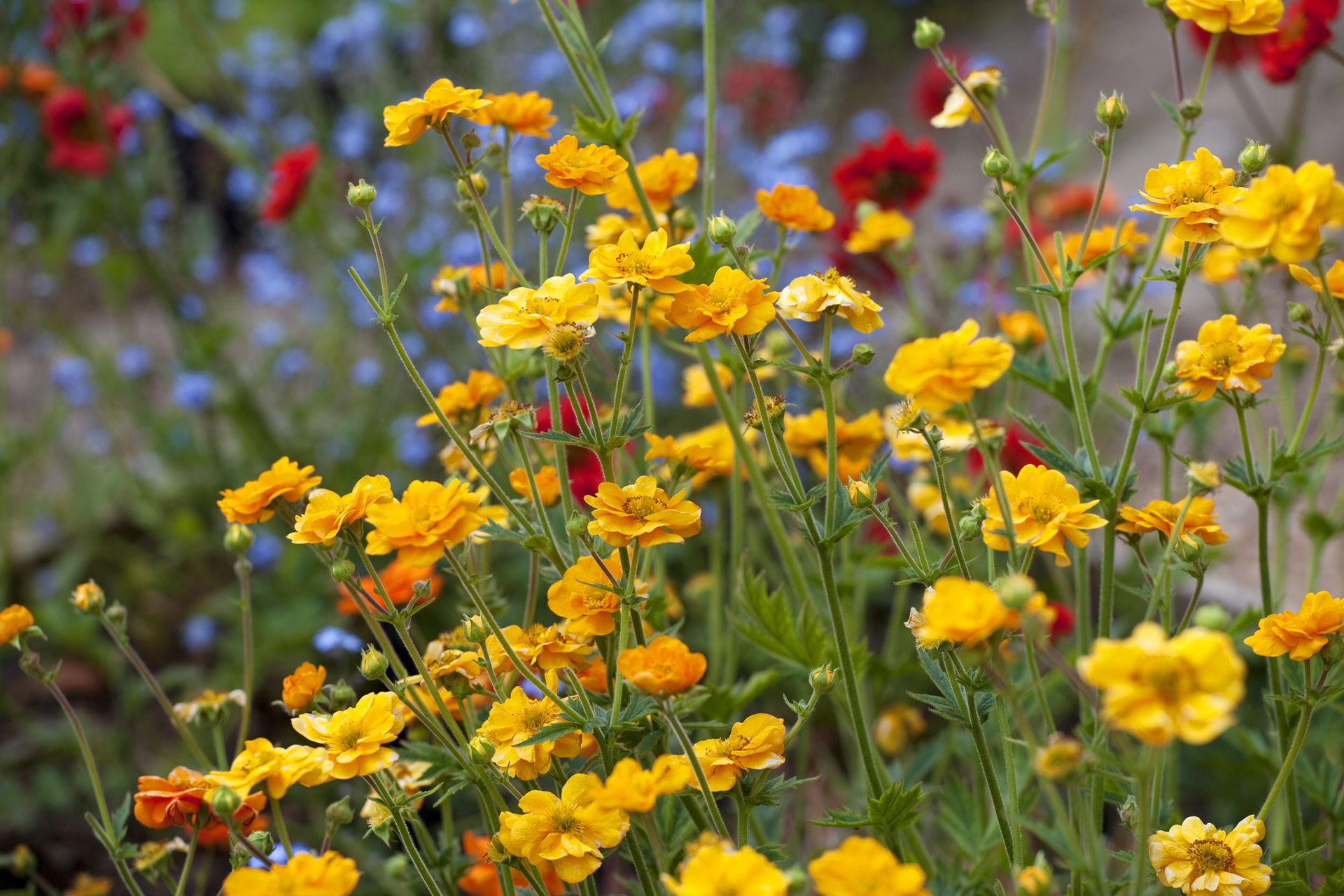Explore this delightful cottage garden – home to a national collection ...