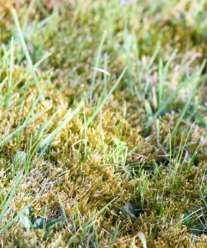 How to get rid of moss in lawns: 6 simple ways