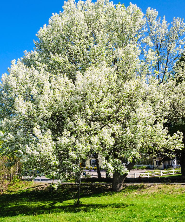 Trees to avoid planting close to a house: 8 varieties | Homes and Gardens