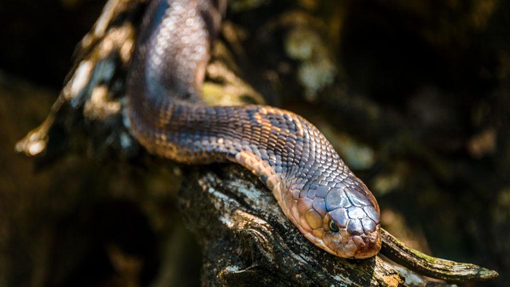Facts About Brown Snakes | Live Science