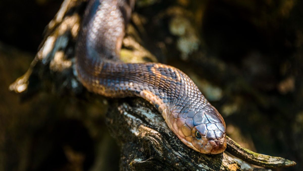 Facts About Brown Snakes | Live Science