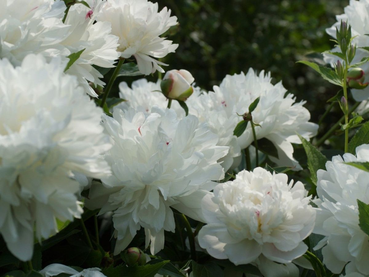 10 White Perennial Plants - Growing Perennials With White Flowers ...