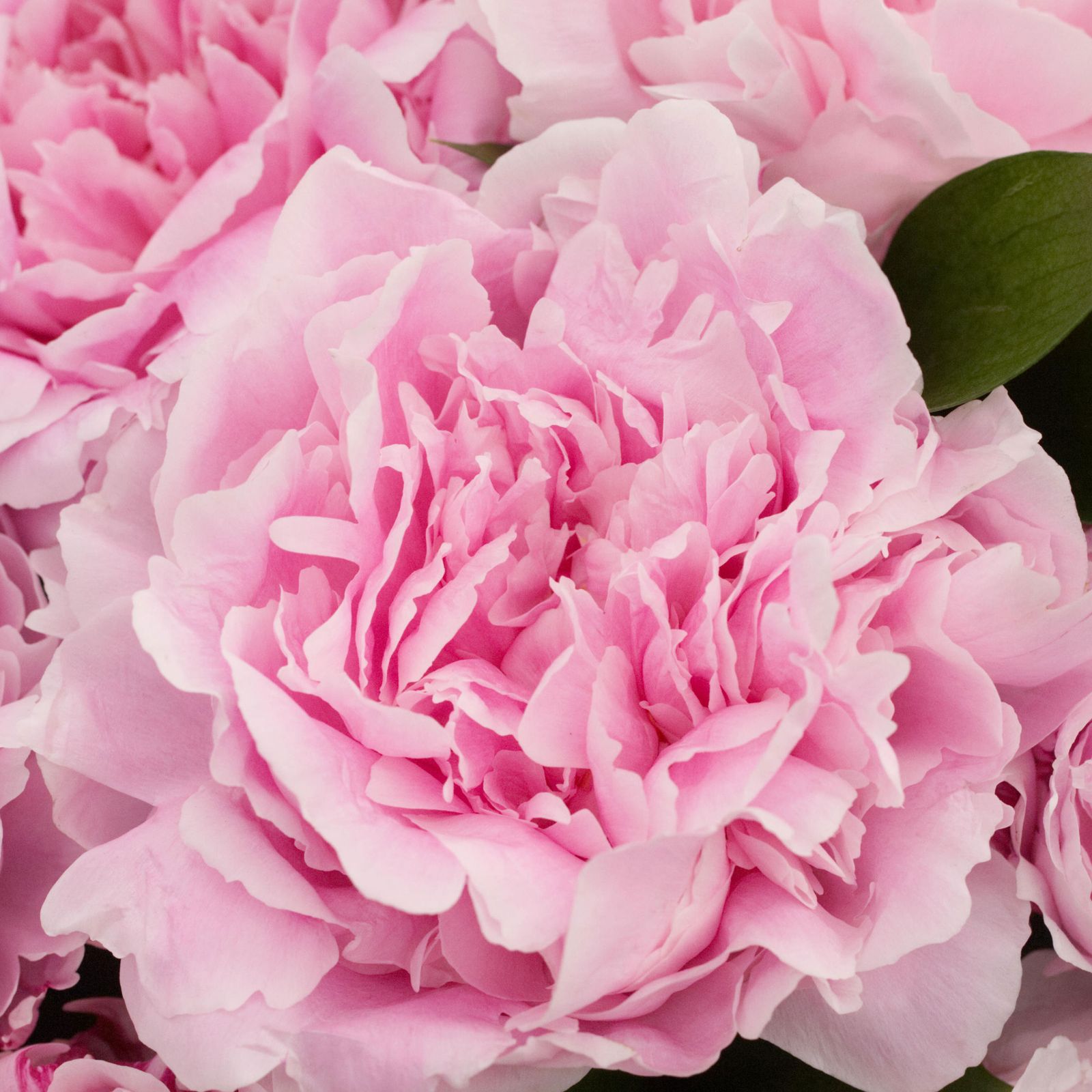 Tips & Information about Peonies | Gardening Know How