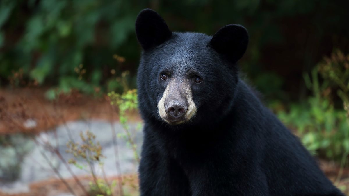 Watch Curious Bear Demonstrate The Importance Of Locking Your Car Doors ...