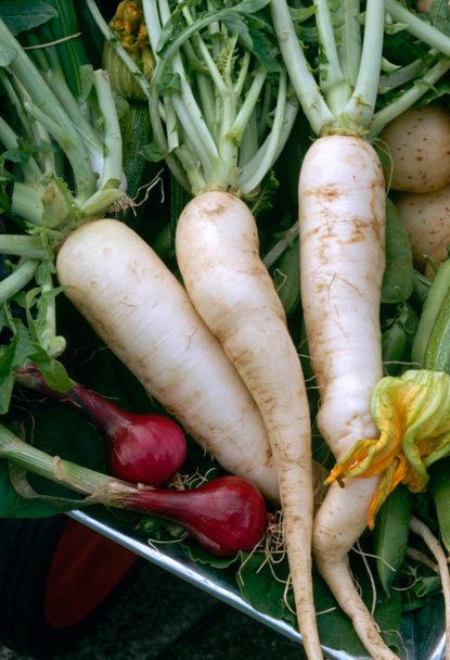 Growing radishes: top tips on how to grow radishes to get a bumper crop ...