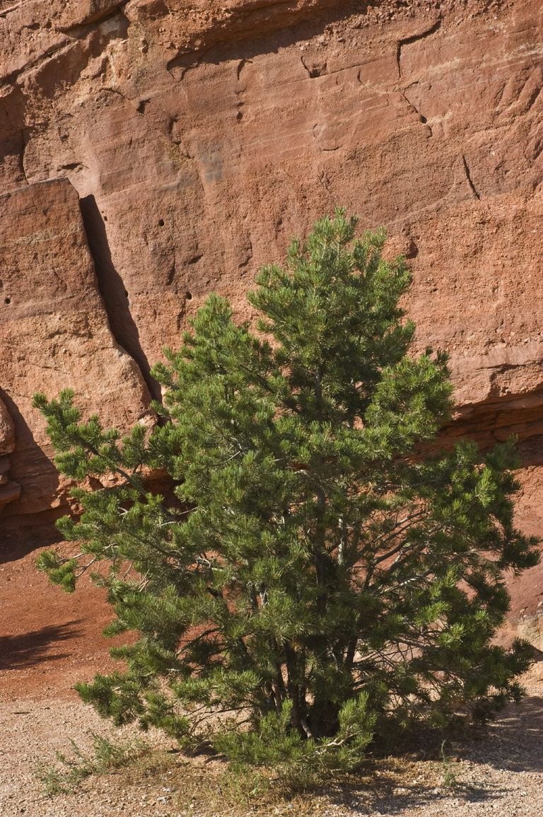 Pinyon Pine Information - Learn About Pinyon Pine Tree Growing And More ...