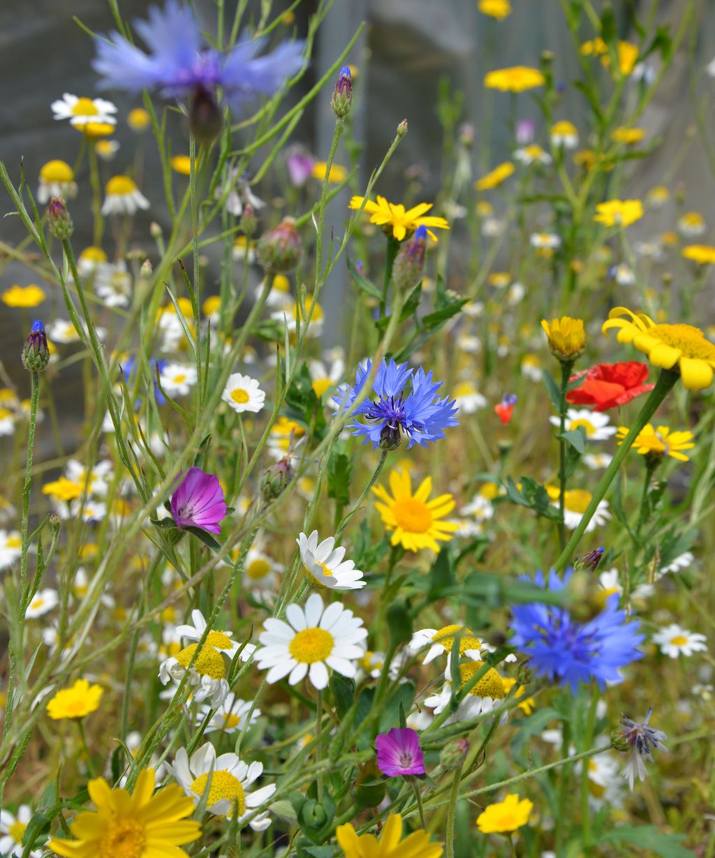 When to sow wildflower seeds: expert tips to get it right | Gardeningetc