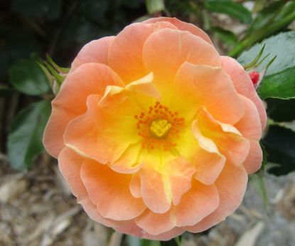 How to grow ground cover roses: for low-growing blooms | Homes and Gardens