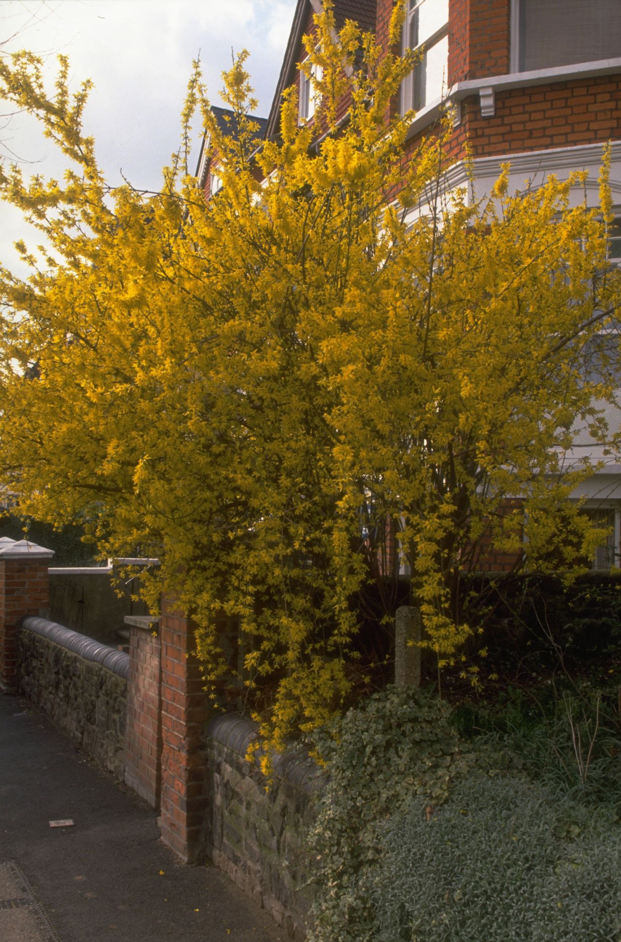 Pruning forsythia: when and how to do it | Gardeningetc