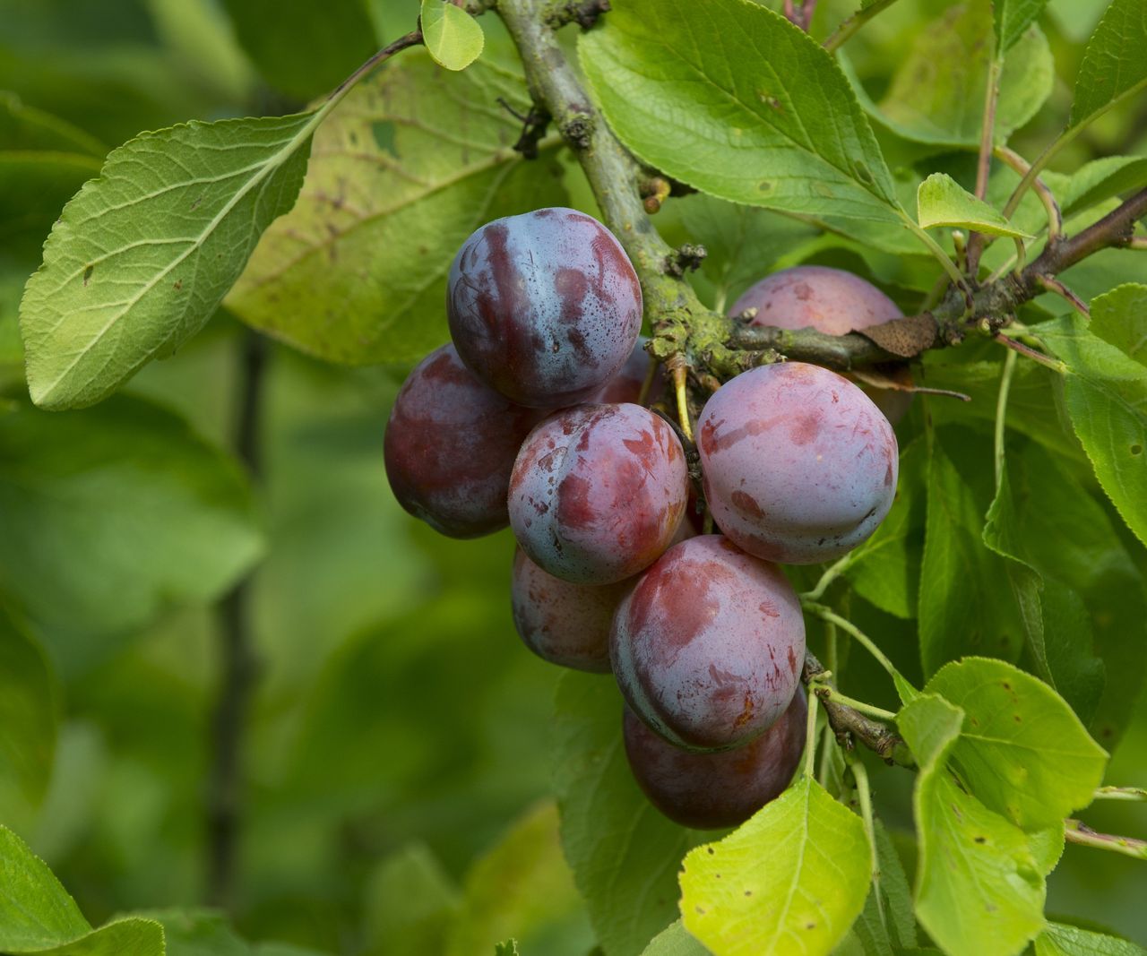Best fruit trees to grow in pots: 9 options for containers | Homes and ...