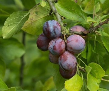 How to fertilize fruit trees: expert tips for feeding plants | Homes ...