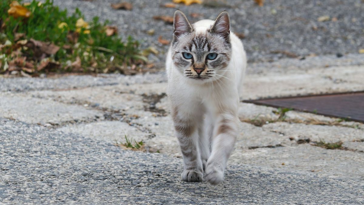 13 rare cat breeds you’ve probably not heard of | PetsRadar