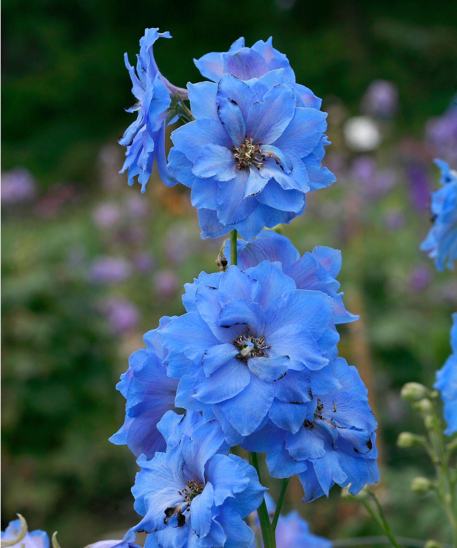 Types of delphiniums: 14 beautiful varieties for your yard | Homes and ...