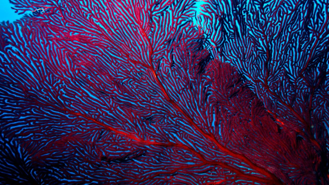 The world's most unique and colourful sea creatures - in pictures ...