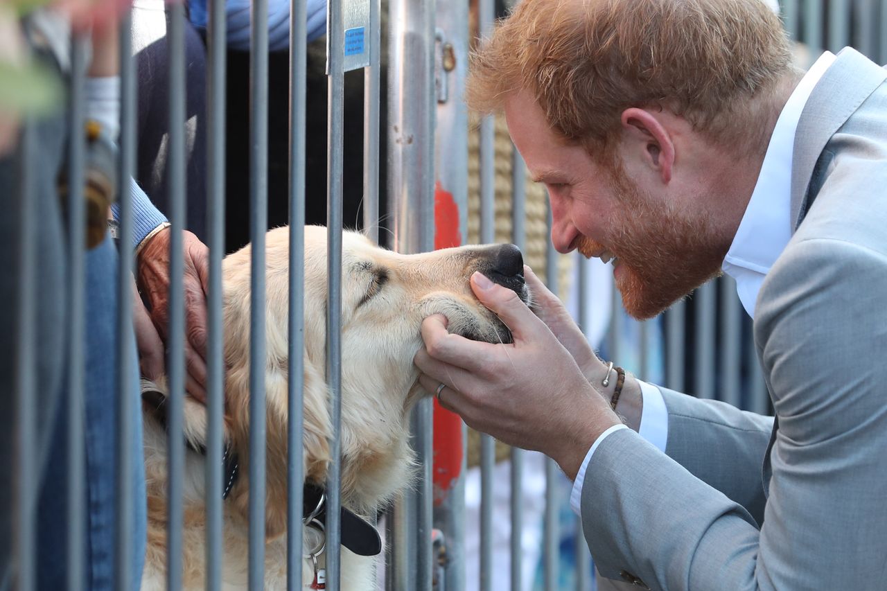 Prince Harry & Meghan Markle Adopt Rescue Beagle Named Mamma Mia ...