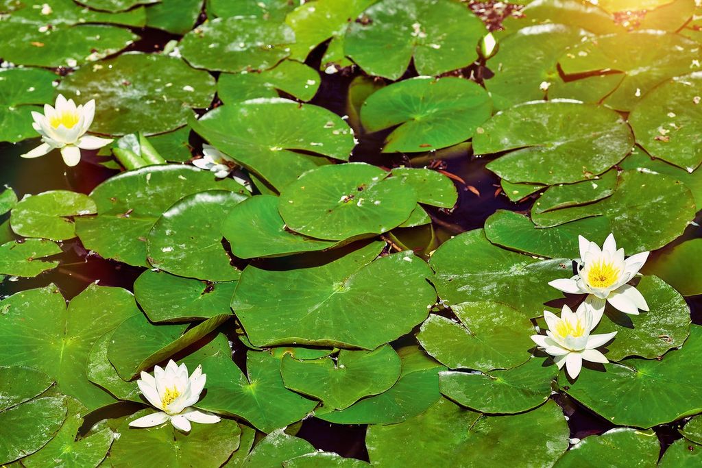 Controlling Water Lilies In Ponds – How To Stop Water Lilies From ...