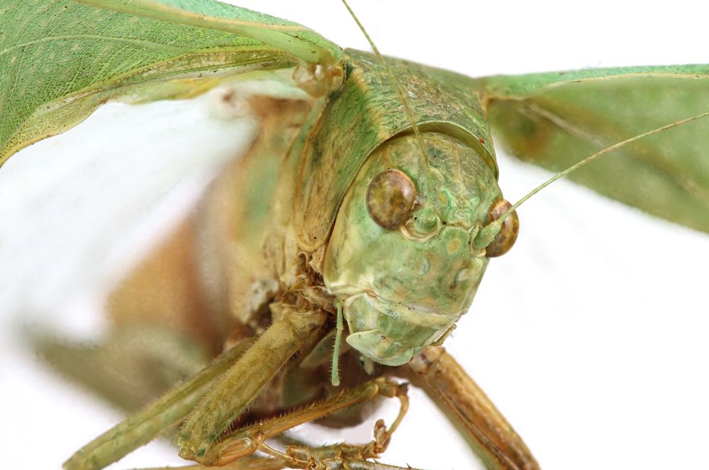Gallery: 'Insects Unlocked' Collection Shares Free Bug Photos | Live ...