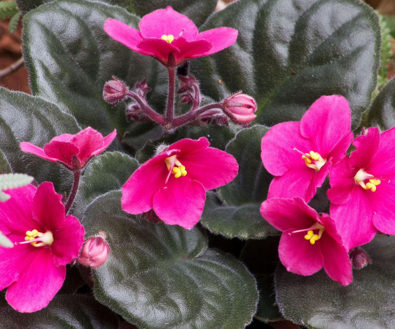 Best indoor flowering plants: 10 pretty blooms to grow | Homes and Gardens