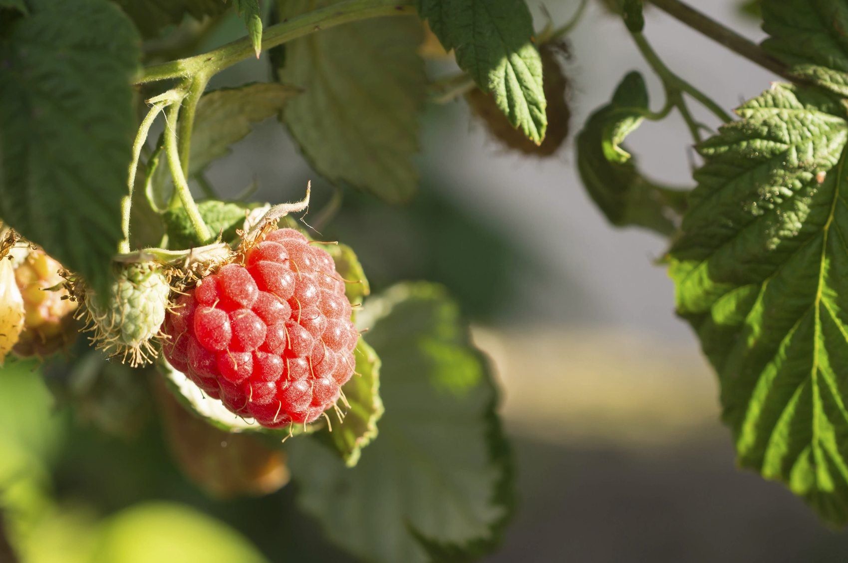 Raspberries For Zone 3 - What Are Good Raspberry Bushes For Cold ...