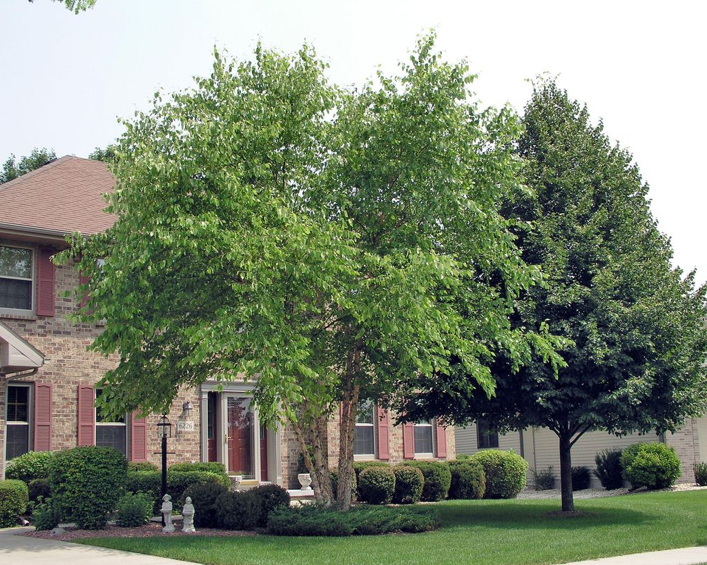 Best fast-growing trees: 10 trees to bring superfast impact | Gardeningetc