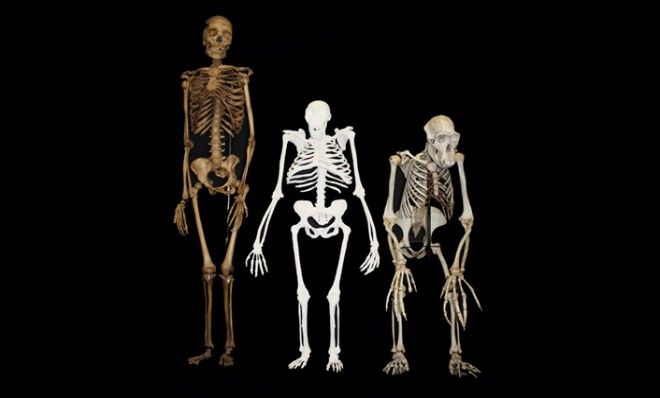Our pigeon-toed, half-human, half-ape ancestor looked like a total dork ...