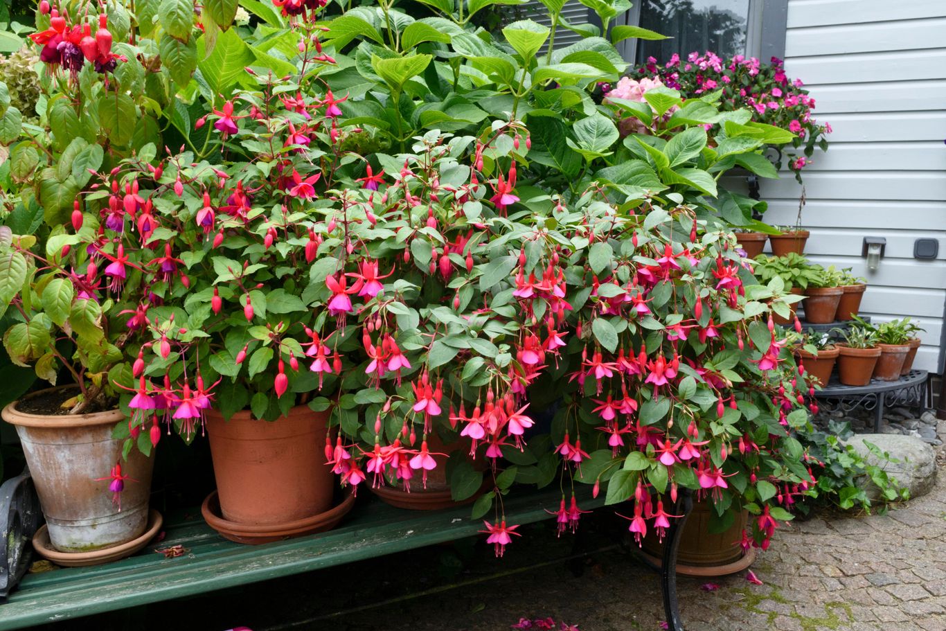 How to grow fuchsias: make them the centrepiece of your borders, pots ...