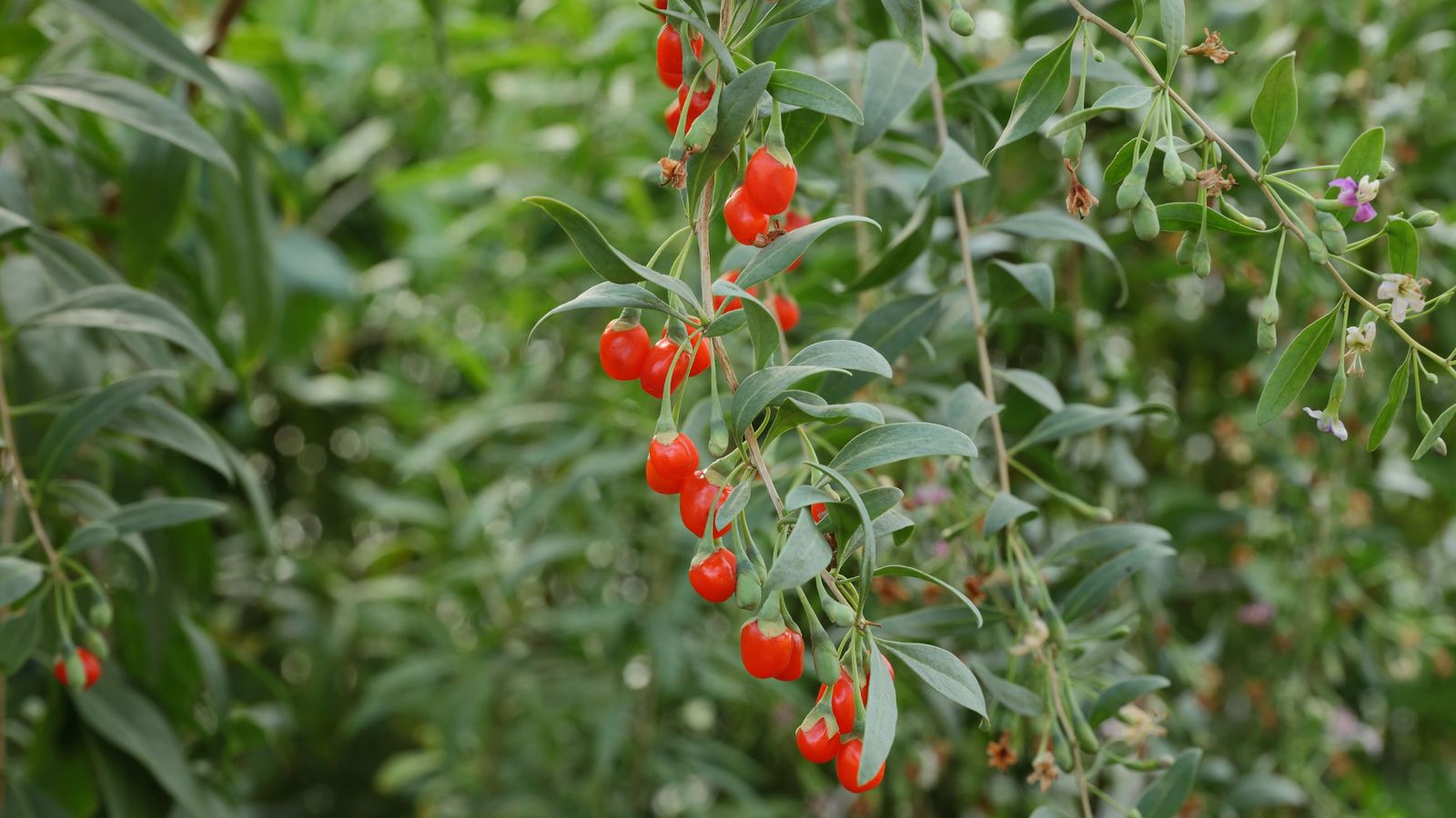 How to grow goji berries for delicious, vitamin-rich harvests | Ideal Home