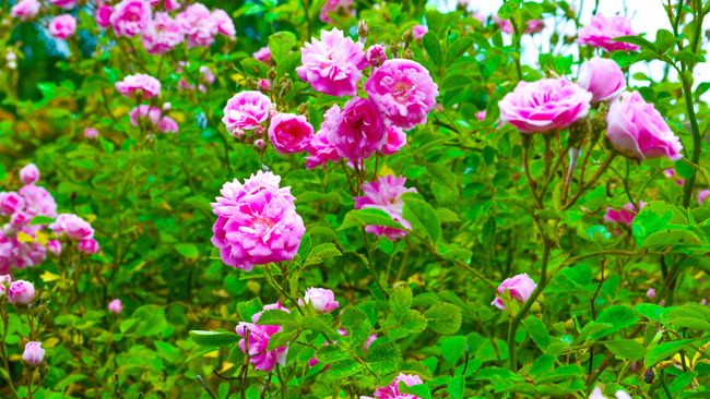 5 plants to prune in June to encourage healthy growth | Tom's Guide