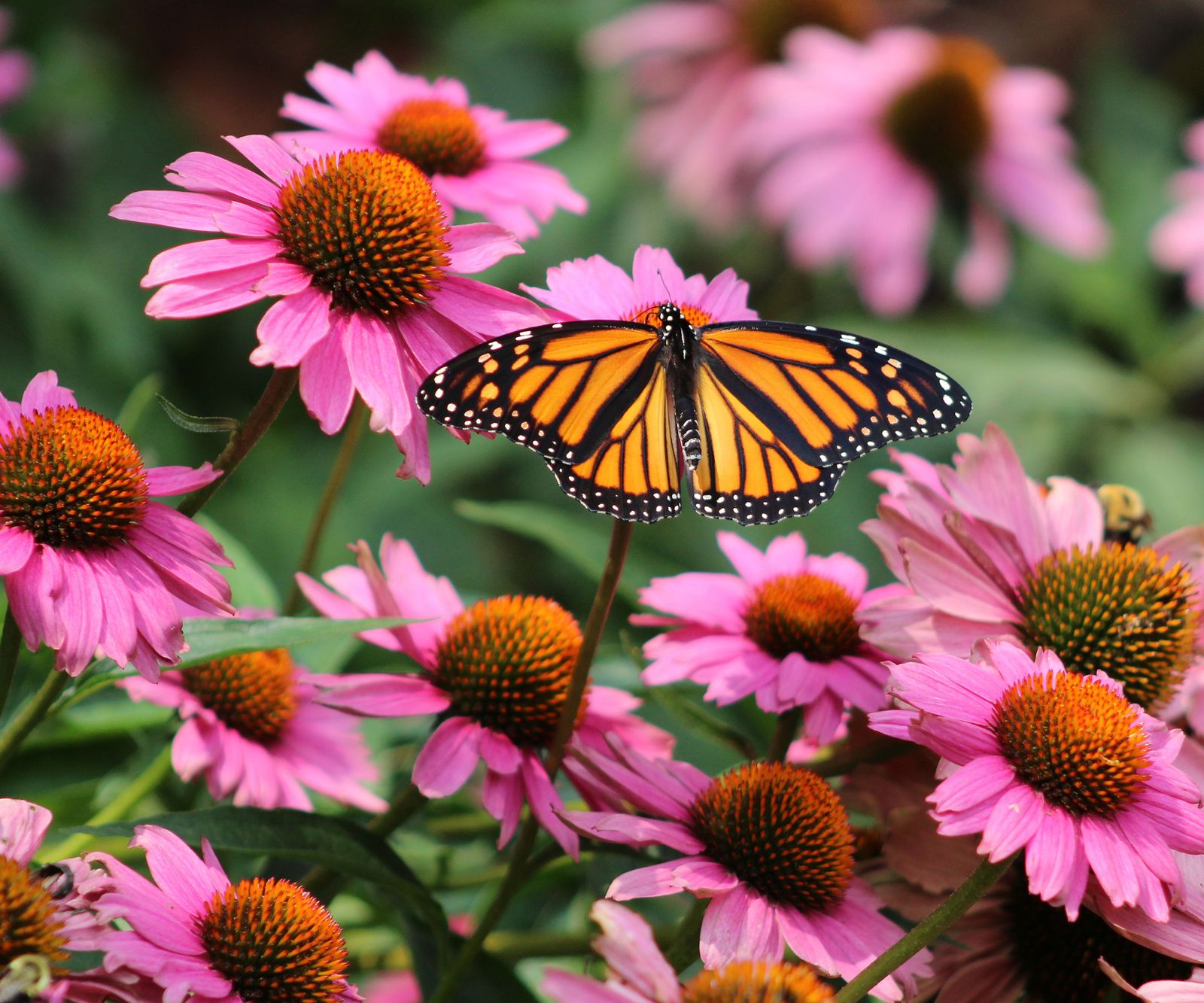 10 Beautiful Butterfly Garden Ideas To Attract Pollinators | Gardening ...