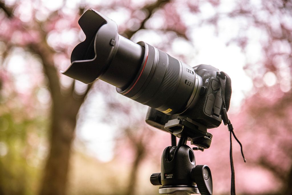 A vision in pink: shoot incredible images of blossom | Digital Camera World