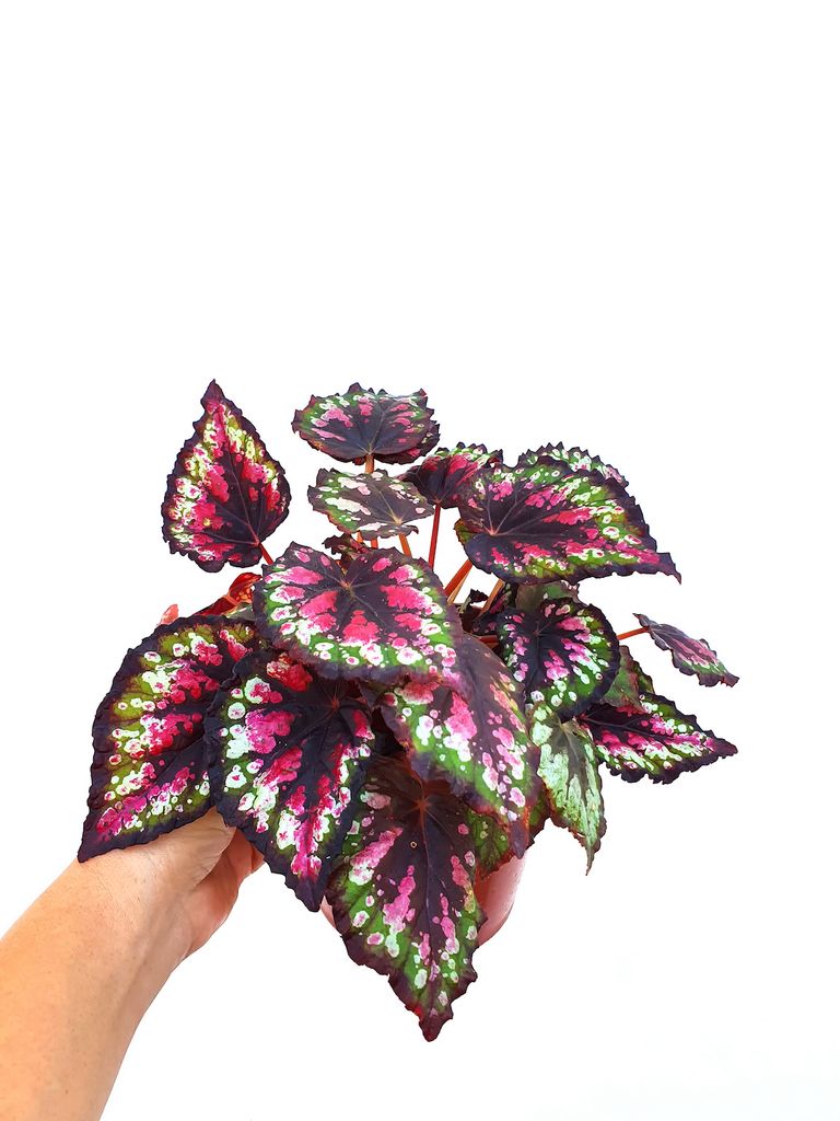 10 best indoor plants to add color chosen by garden experts | Livingetc