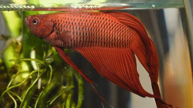 How to choose the right pet fish - beginners' guide | PetsRadar