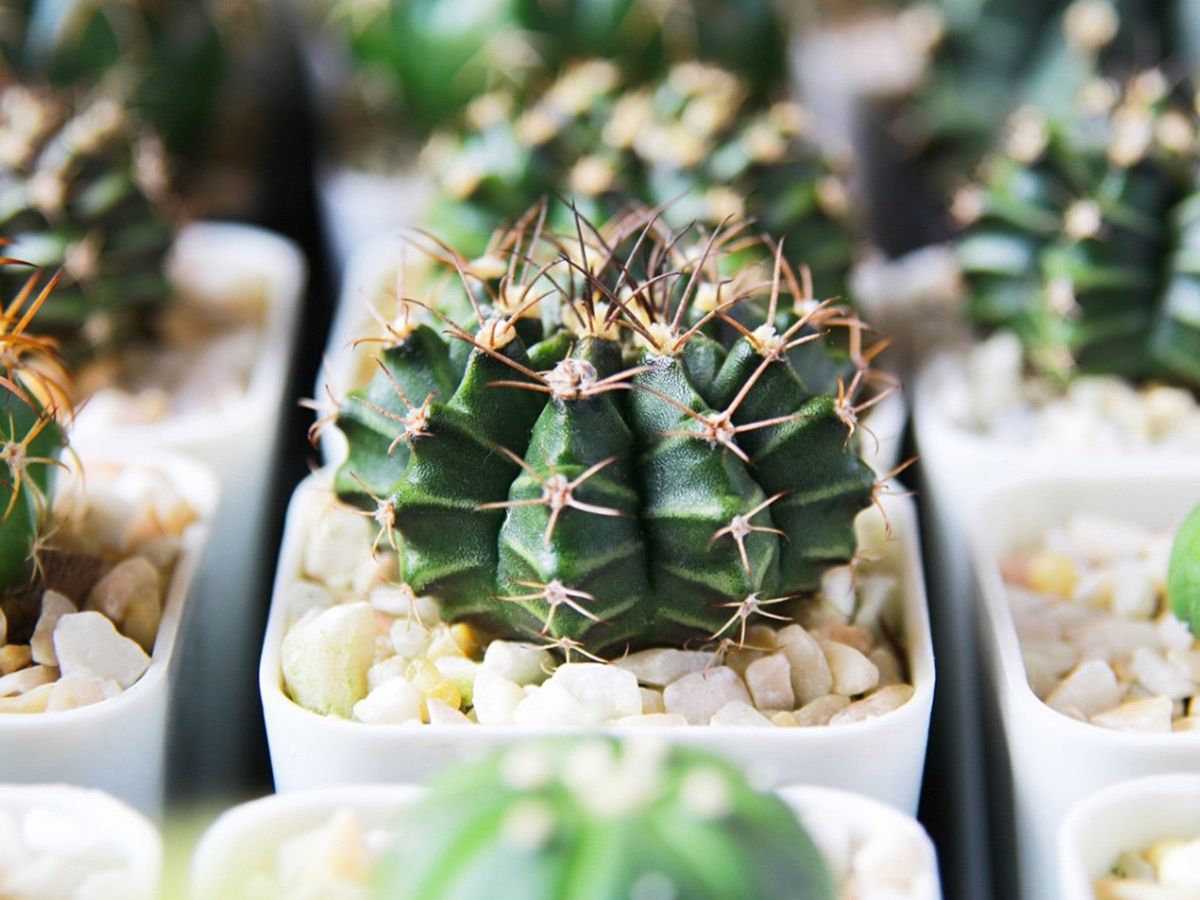 10 Easy Cacti: Top Cactus For Beginners | Gardening Know How