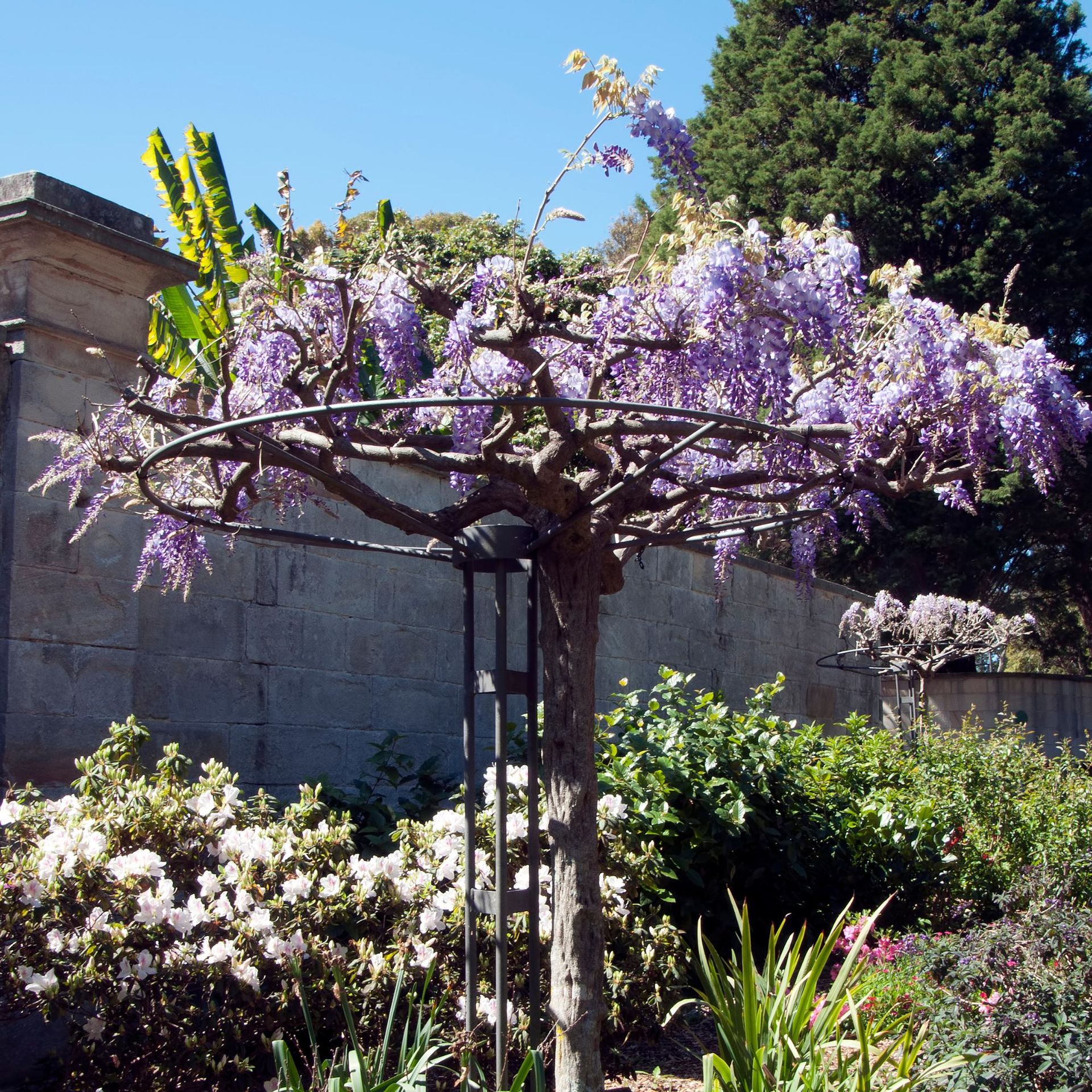 Wisteria umbrellas are this spring's breakout garden trend | Ideal Home