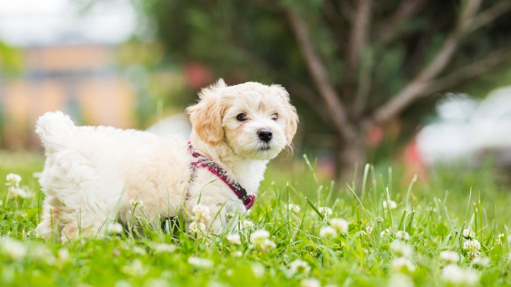 32 dog breeds for every zodiac sign | PetsRadar