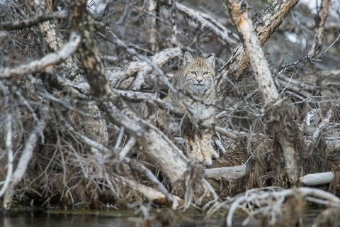 Animal Camo: Can You Find the Animals Hiding Out in These Images ...